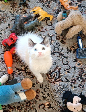 Angora race pure prix Maroc